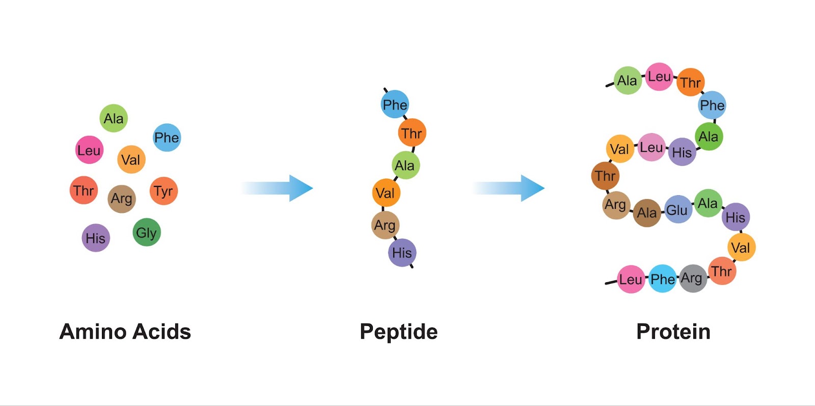 The Ultimate Guide to Peptide Therapy | High West Medical